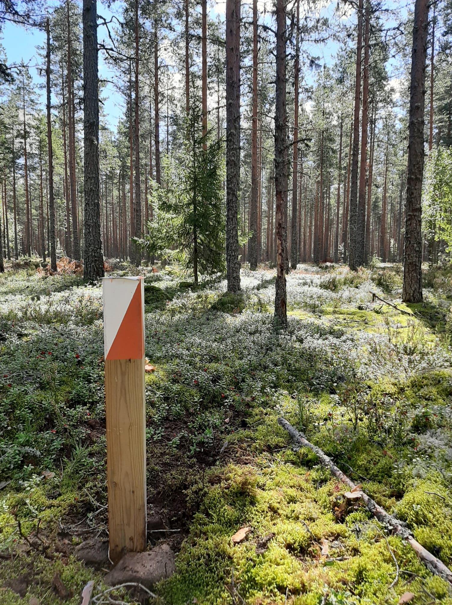 Suunnistus - kiintorastirata - Isojoen kunta